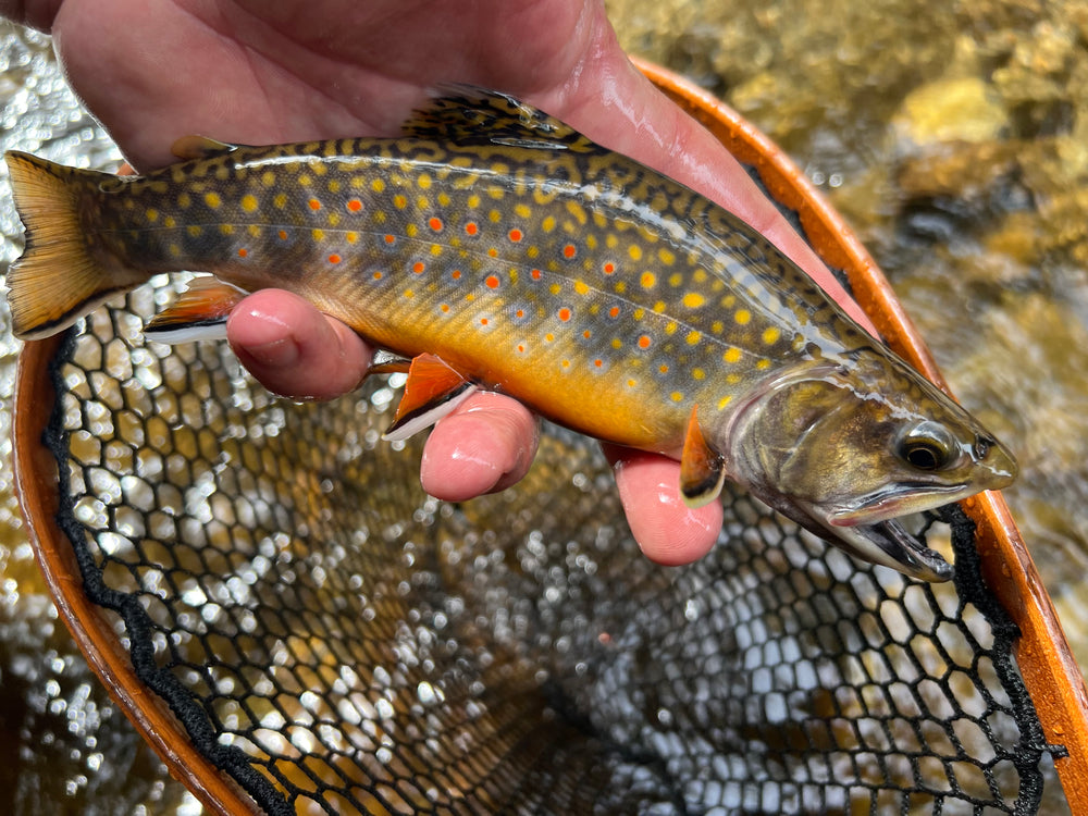 Stream and Brook Fly Fishing - Vermont Guides Since 1998 – streamandbrook