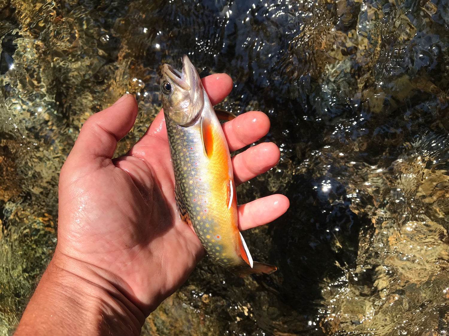 Stream and Brook Fly Fishing - Vermont Guides Since 1998 – streamandbrook